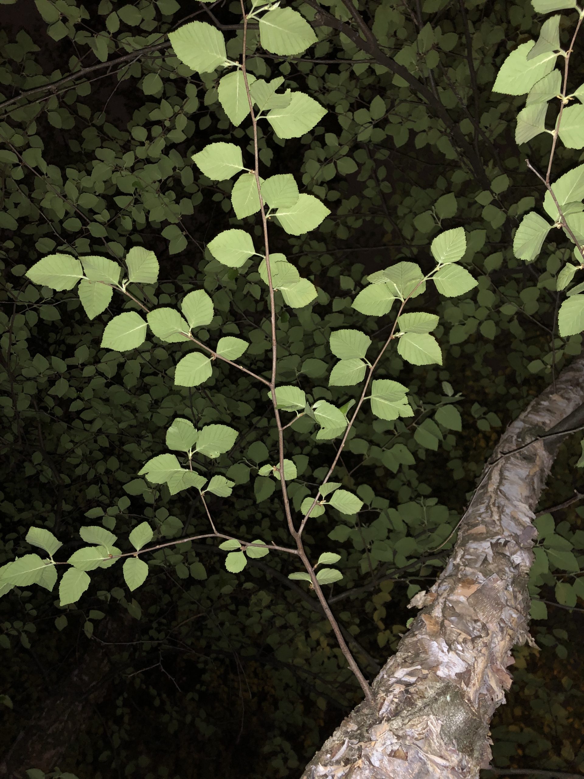 Trees – Arlene's Ohio Plants Website